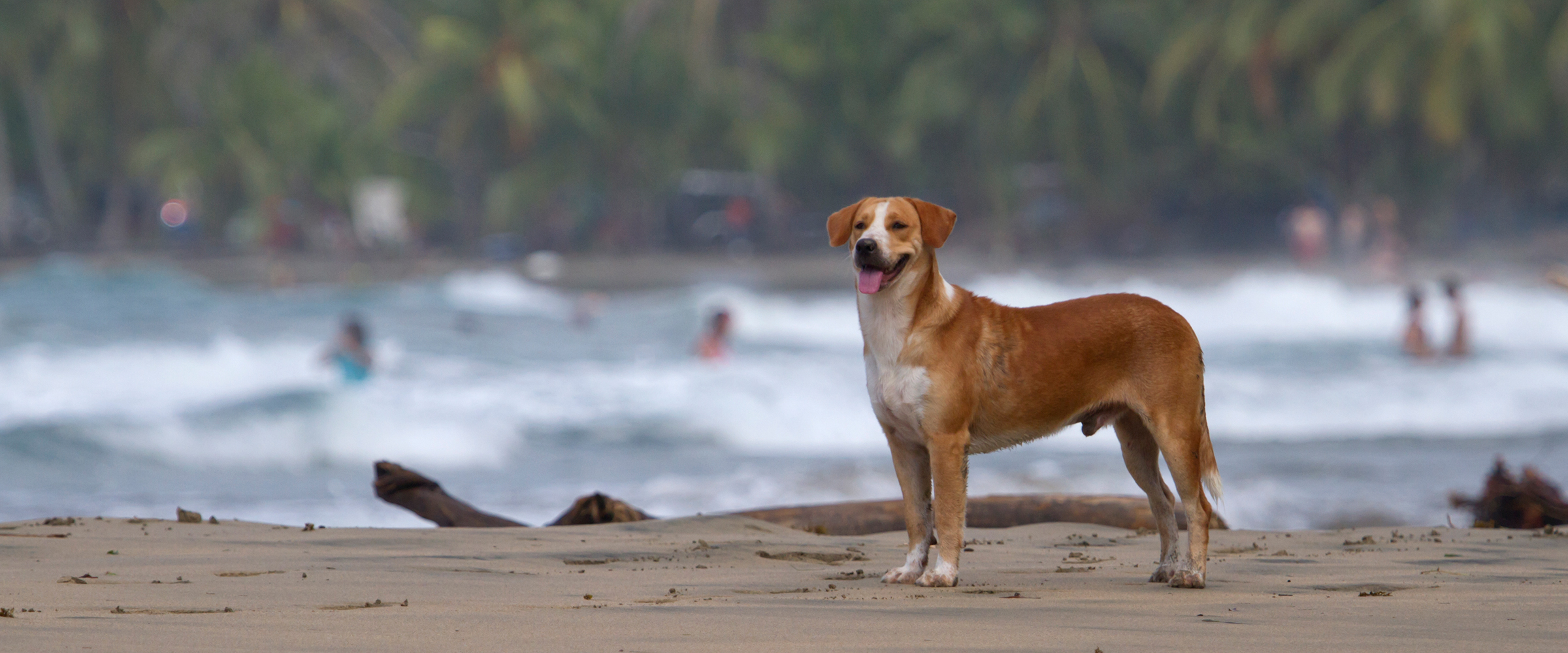 Dog Friendly Costa Rica