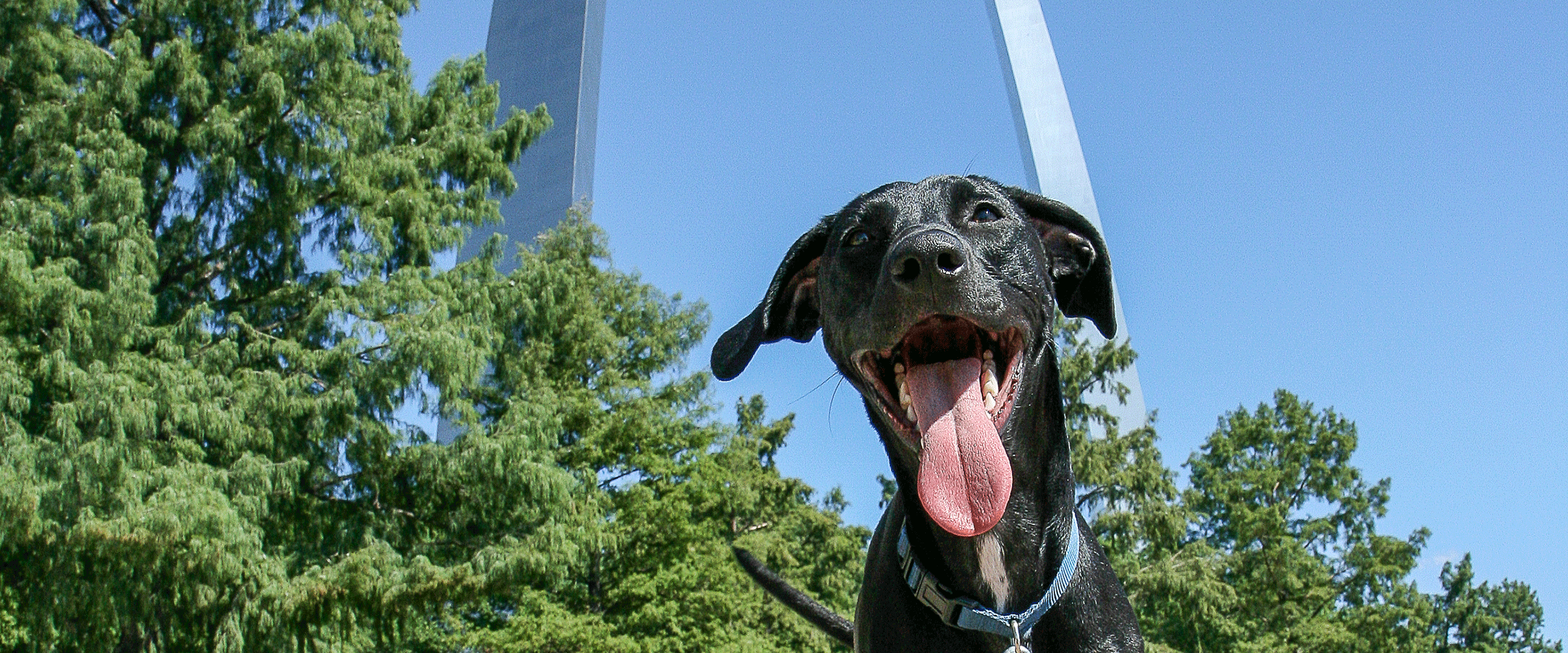 Dog Friendly Missouri