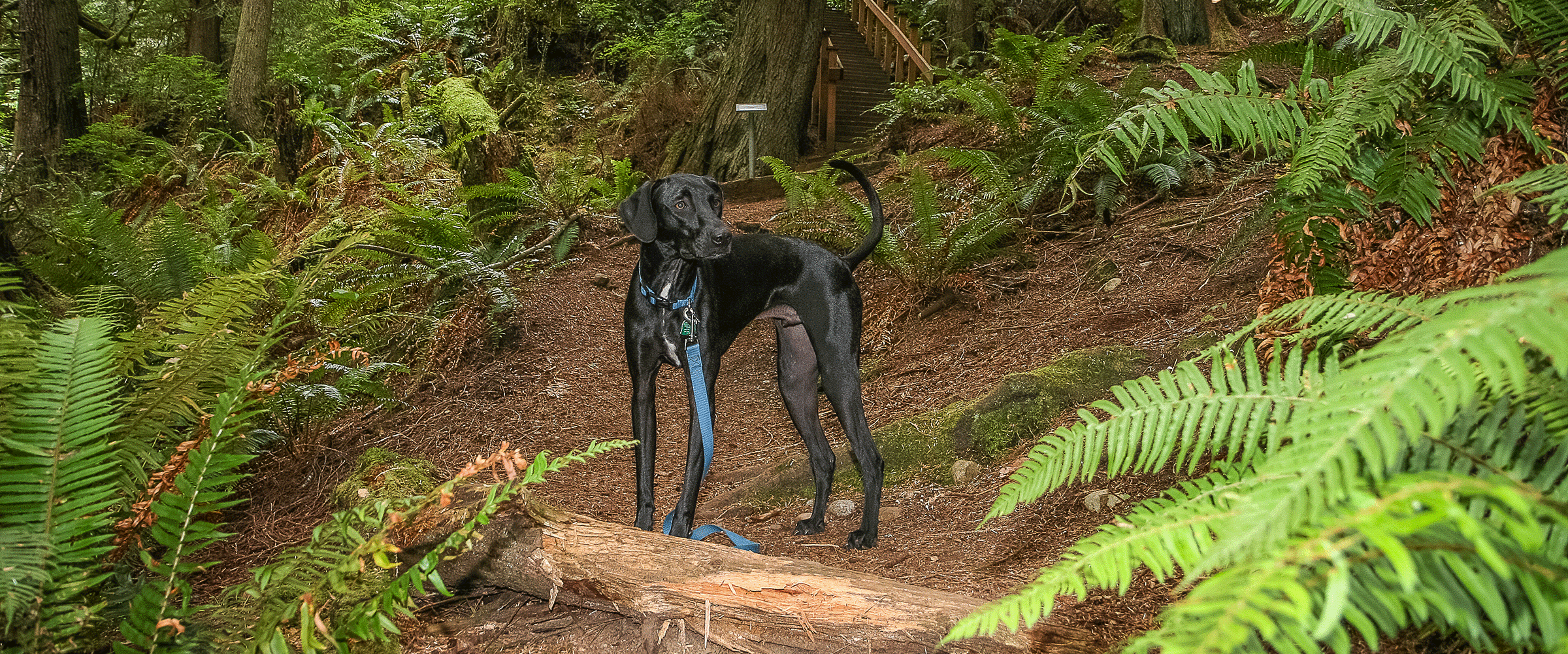 Washington Dog - Washington Dog Rescue - ADOPTIONS - Rescue Me!